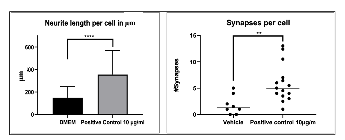 Neurite Outgrowth In Vitro Assay Neurite Outgrowth In Vitro Assay